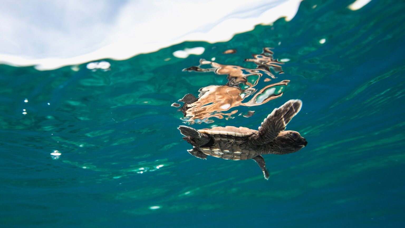 Ocean Conservation Day - The Loop